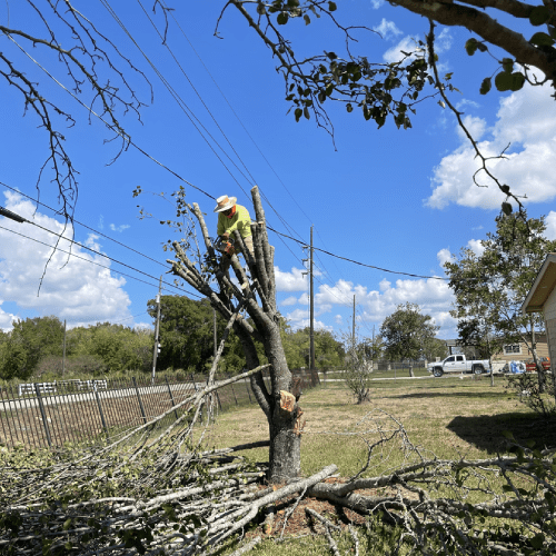 Boni Tree Service & Stump Grinding is a Tree Company in Dickinson, TX 77539