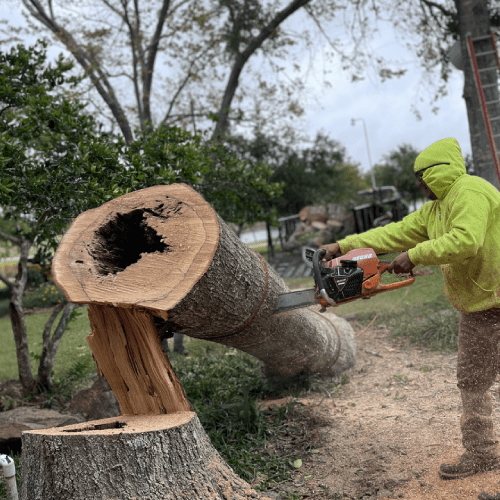 Boni Tree Service & Stump Grinding is a Tree Company in Dickinson, TX 77539