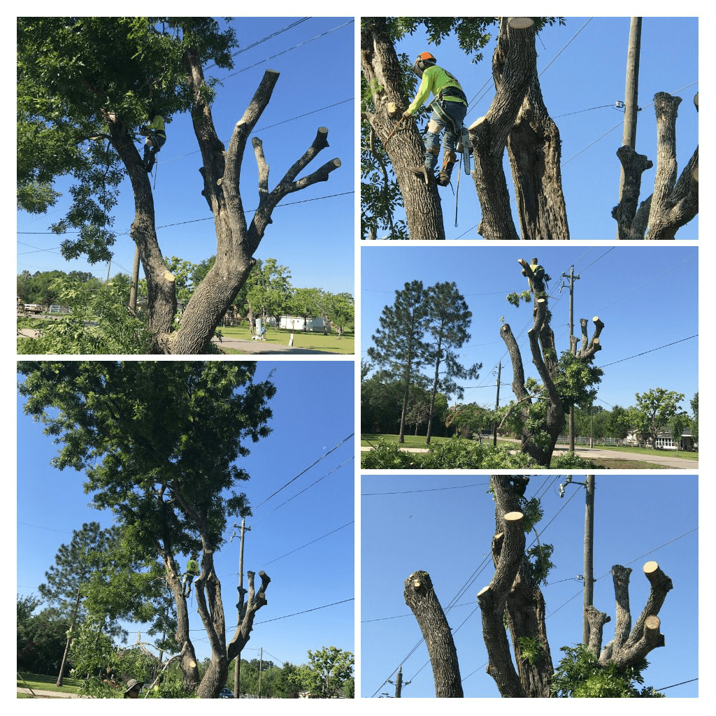 Boni Tree Service & Stump Grinding Offers Lawn Care Services in ...