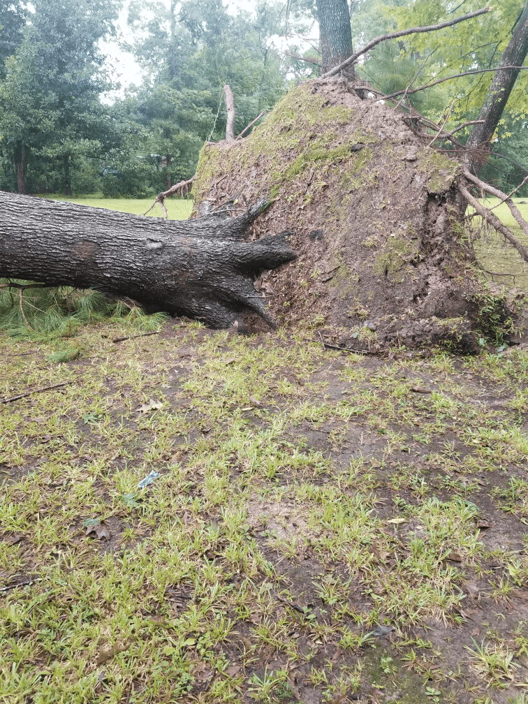 Boni Tree Service & Stump Grinding Offers Lawn Care Services in ...